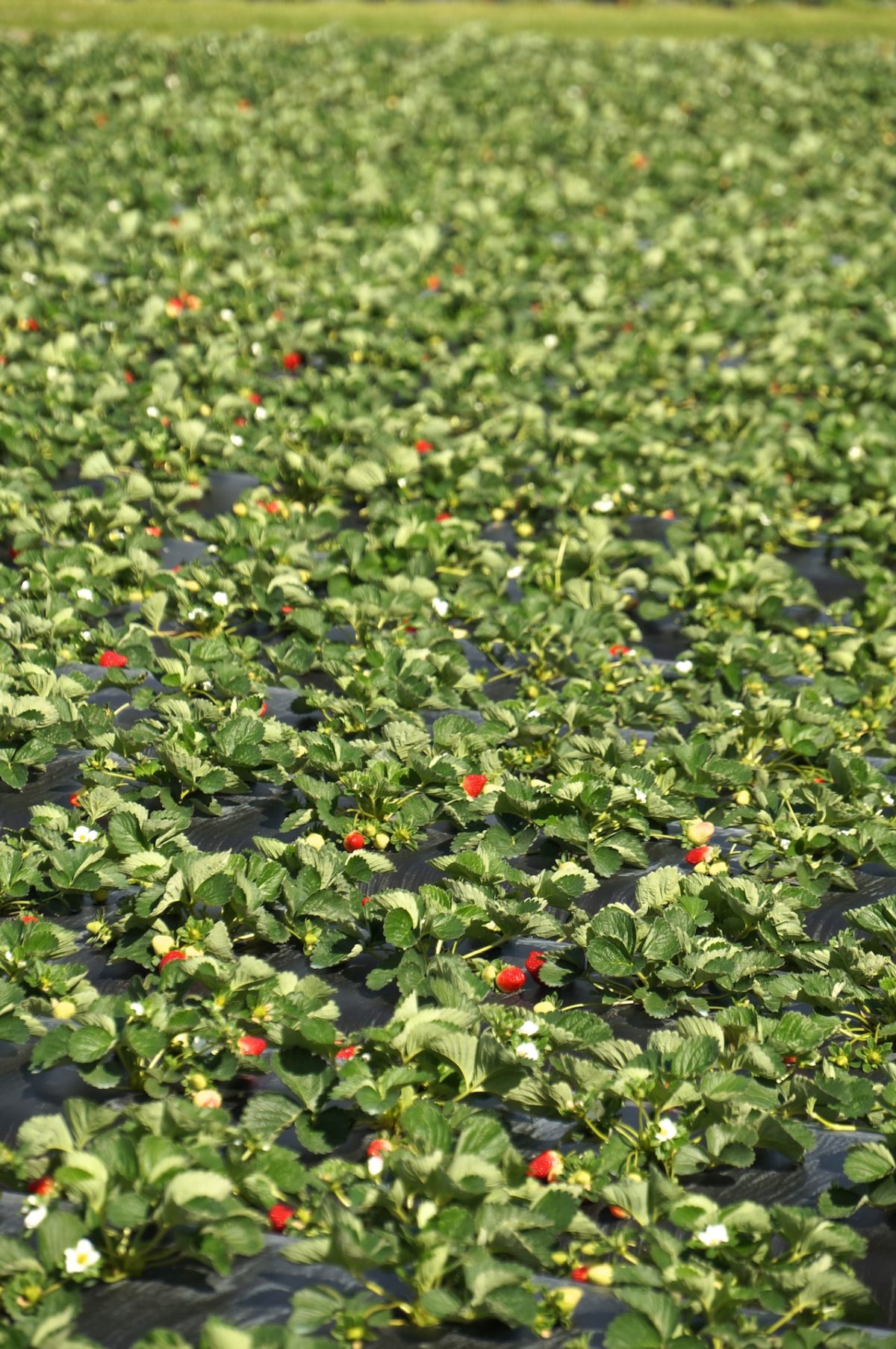 Florida strawberry growers crop and market in fine shape