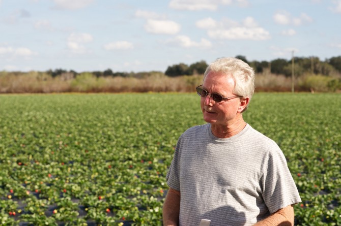 Mike Lott at his Florida Strawberry Farm in 2012 - Florida Strawberry