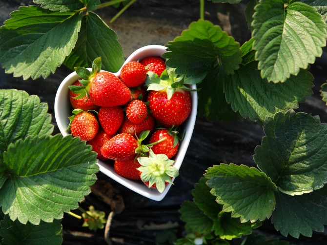 The Season is Here! - Florida Strawberry