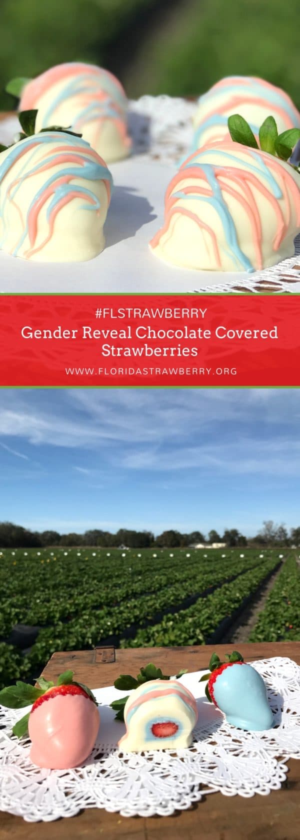 Gender Reveal Chocolate Covered Strawberries - Florida Strawberry