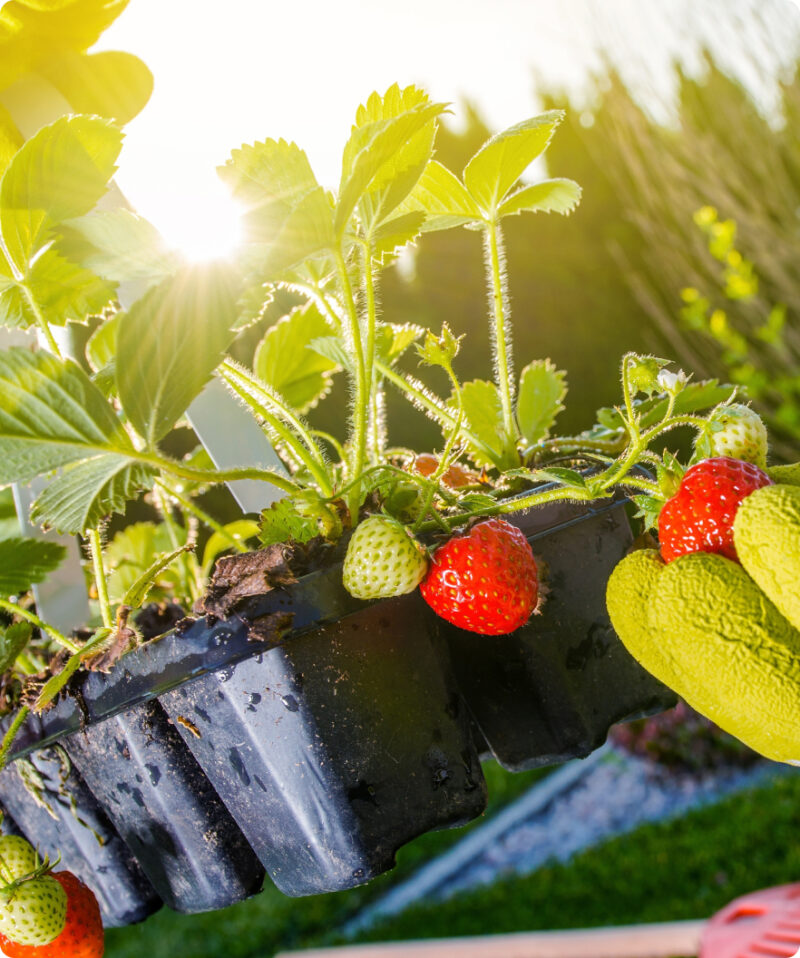 About FSGA - Florida Strawberry