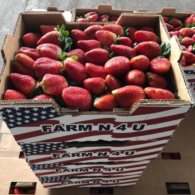 Farm N 4 U - Florida Strawberry