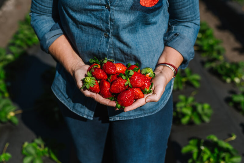 About - Florida Strawberry